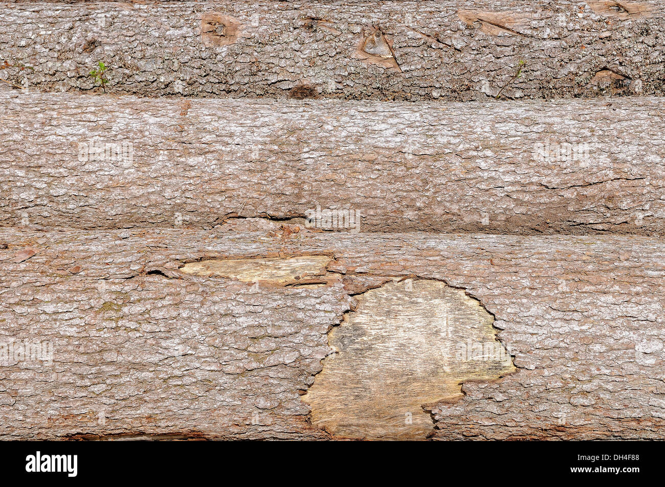 Graphical tree hi-res stock photography and images - Alamy