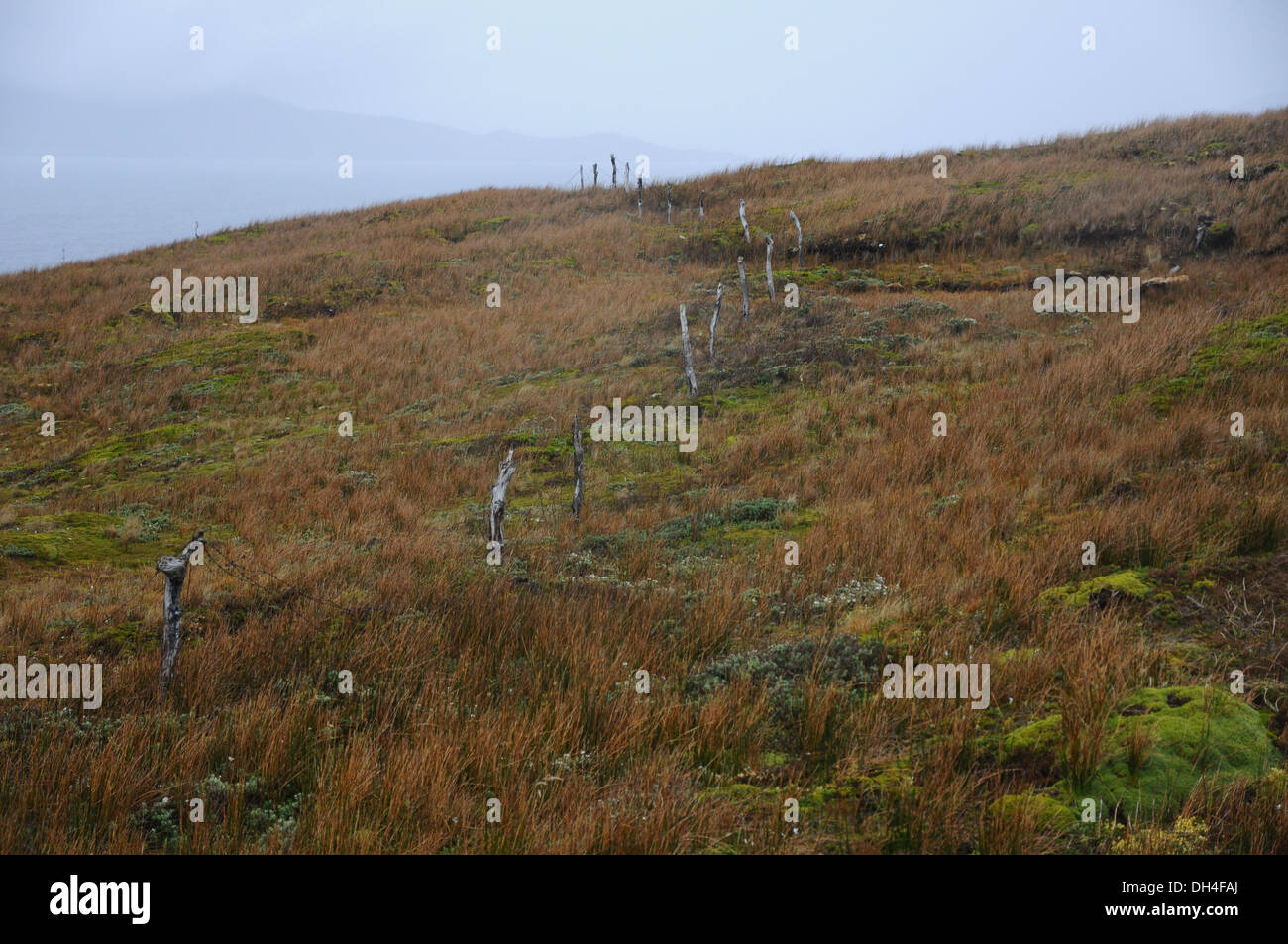 Scrub Grass High Resolution Stock Photography and Images - Alamy
