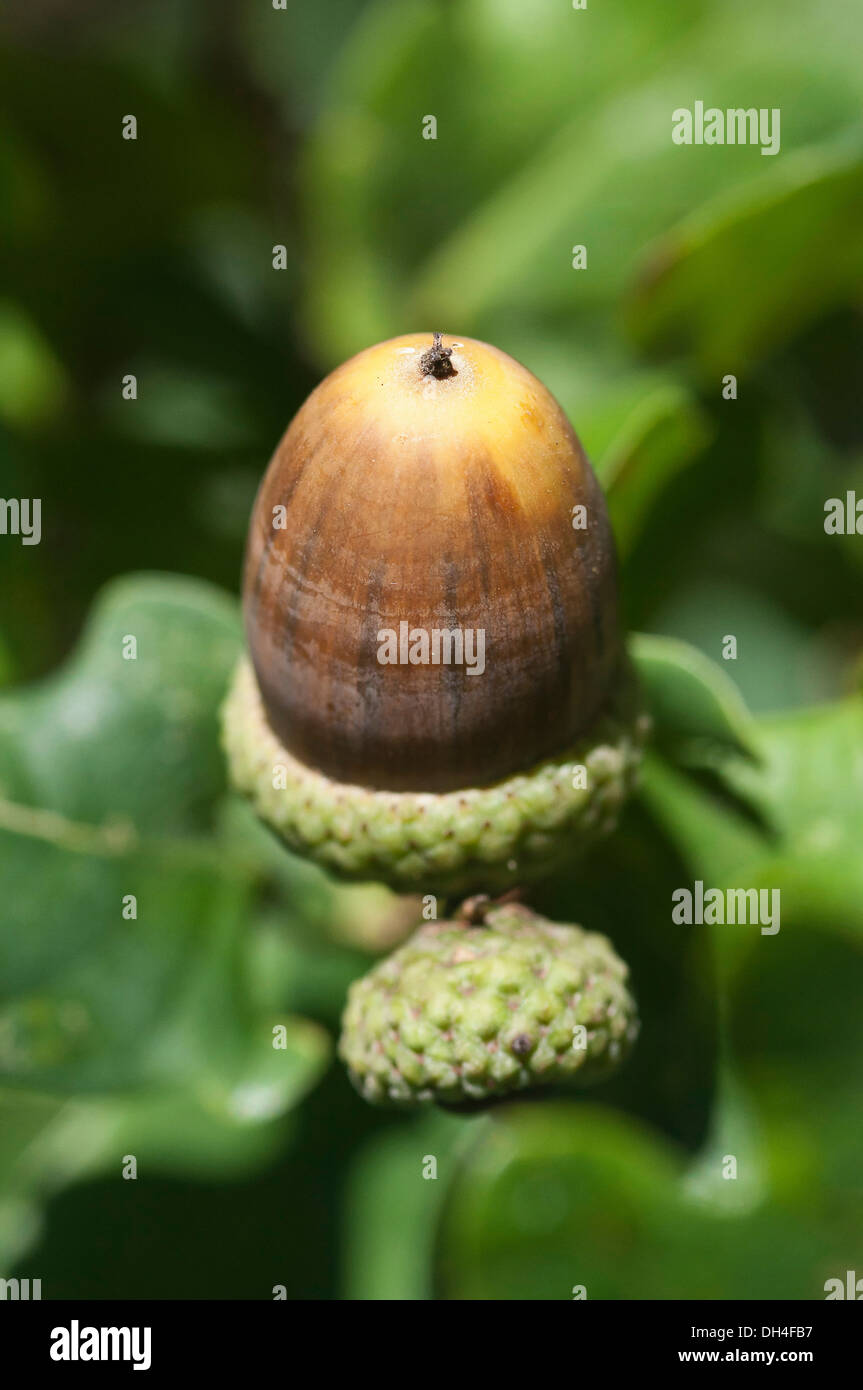 Acorn quercus robur hi-res stock photography and images - Alamy