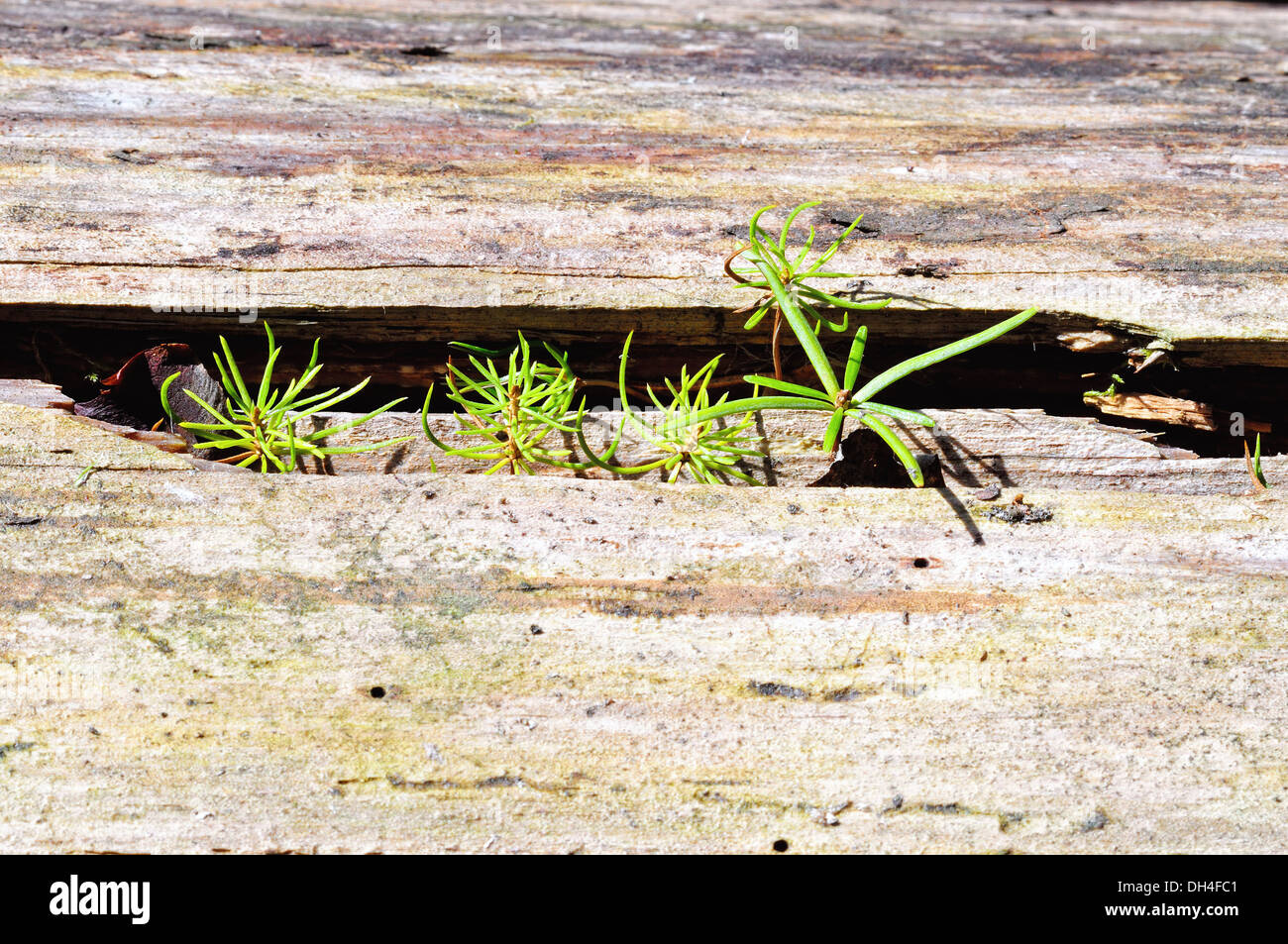 Spruce wood hi-res stock photography and images - Alamy