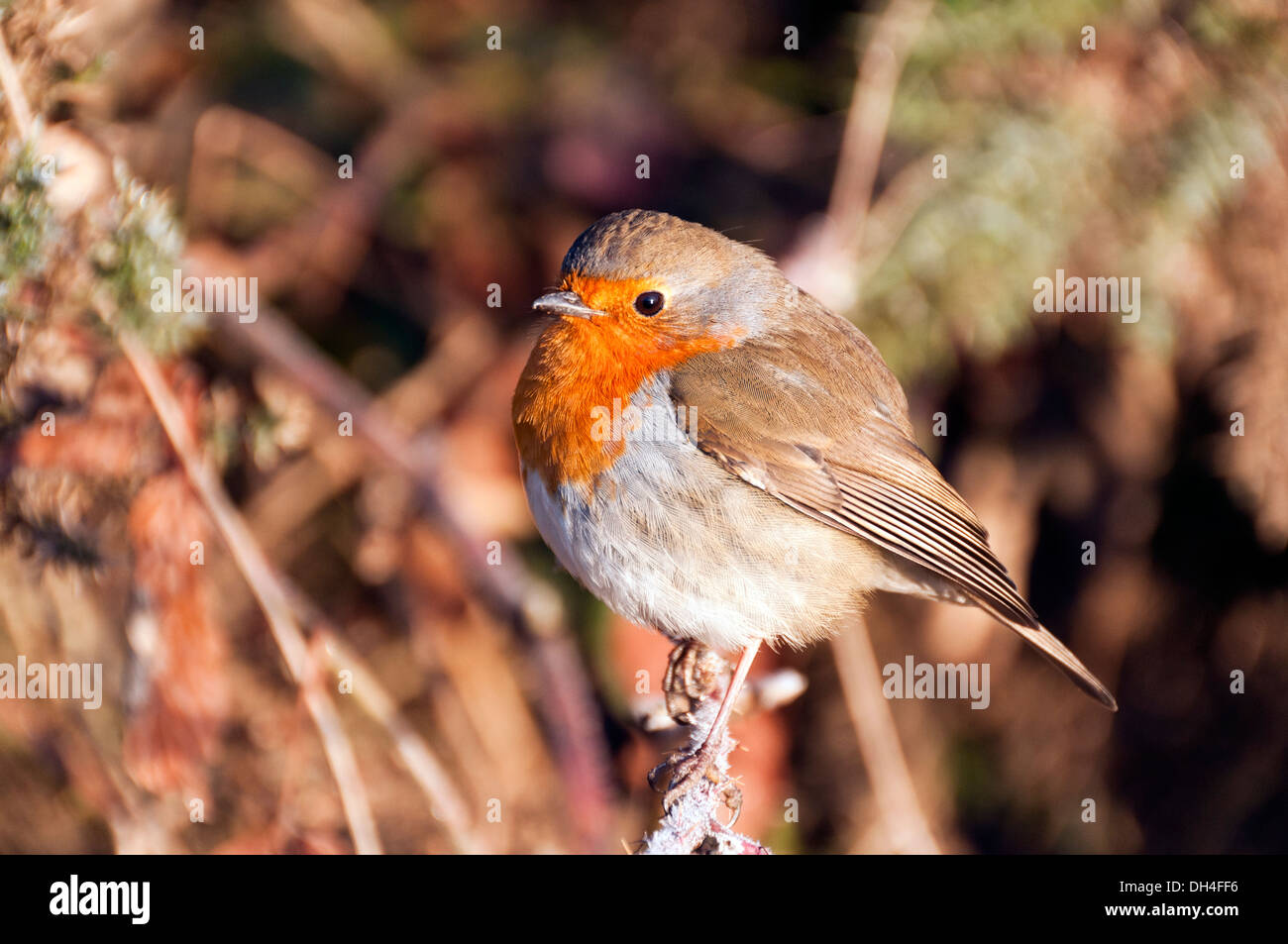 A British Robin Stock Photo - Alamy