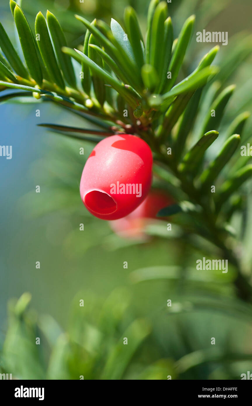 Taxus baccata leaves hi-res stock photography and images - Alamy