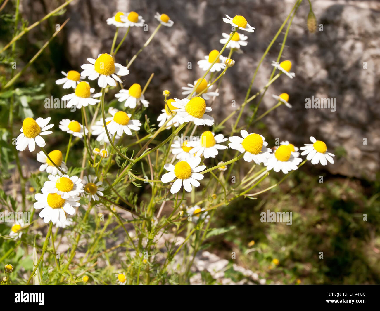 Open and wild hi-res stock photography and images - Alamy