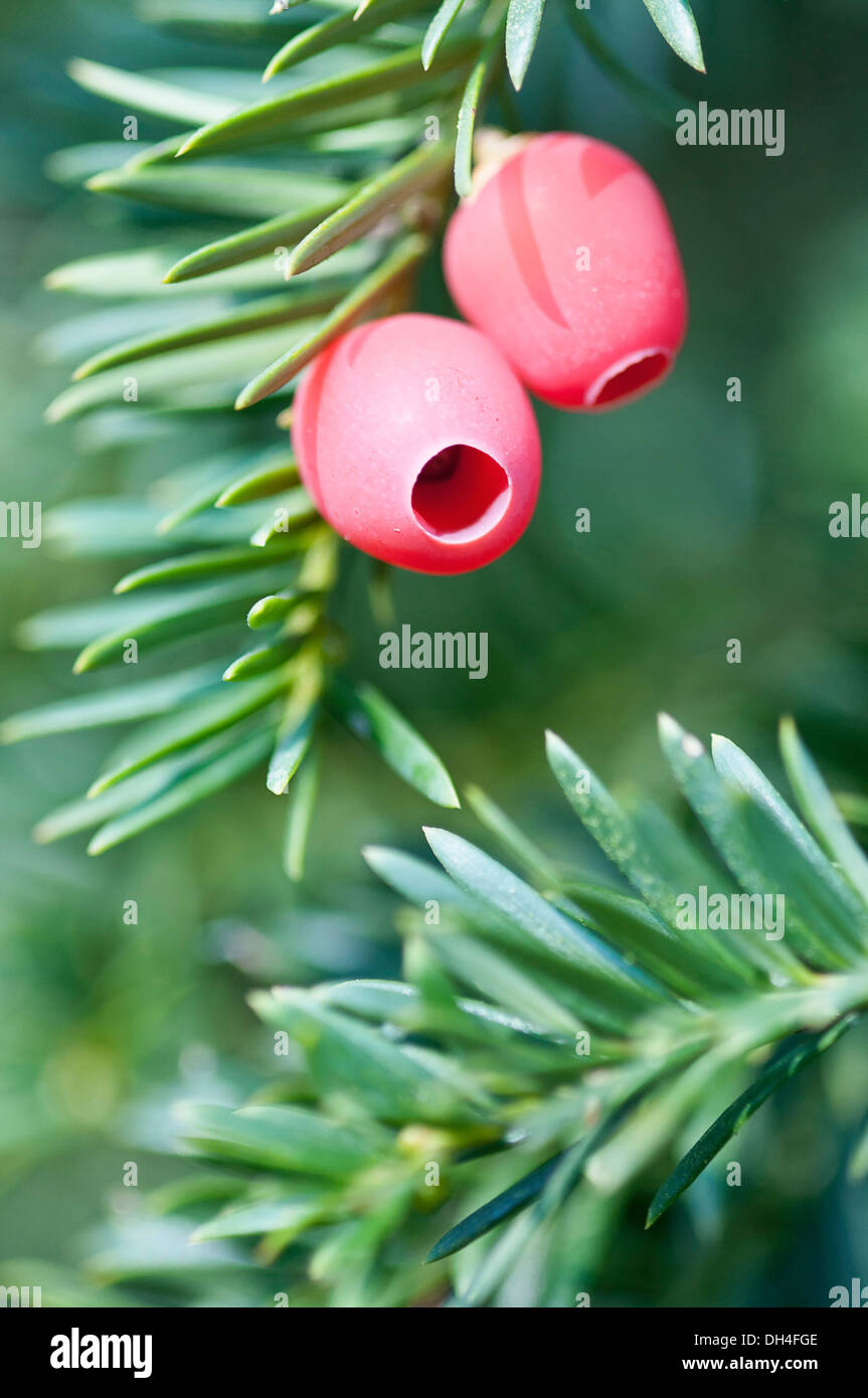 Taxus baccata plant red hi-res stock photography and images - Alamy