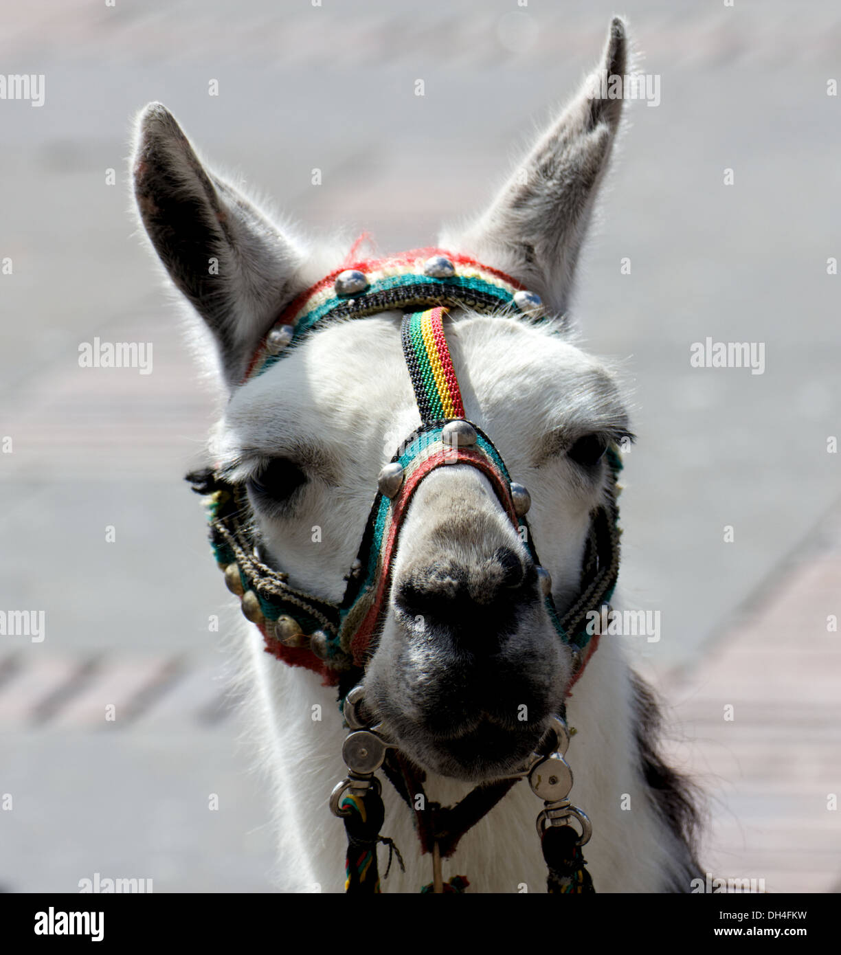 White alpaca in a rainbow colored harness looking at the camera Stock ...