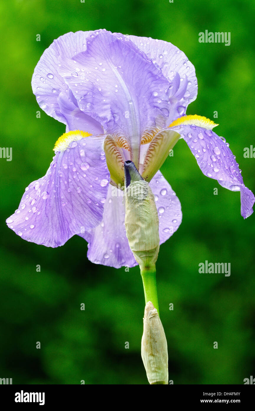 Iris with drops of water Stock Photo - Alamy