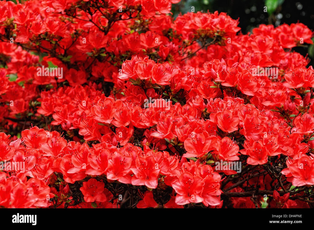 open red azalea flowers Stock Photo - Alamy