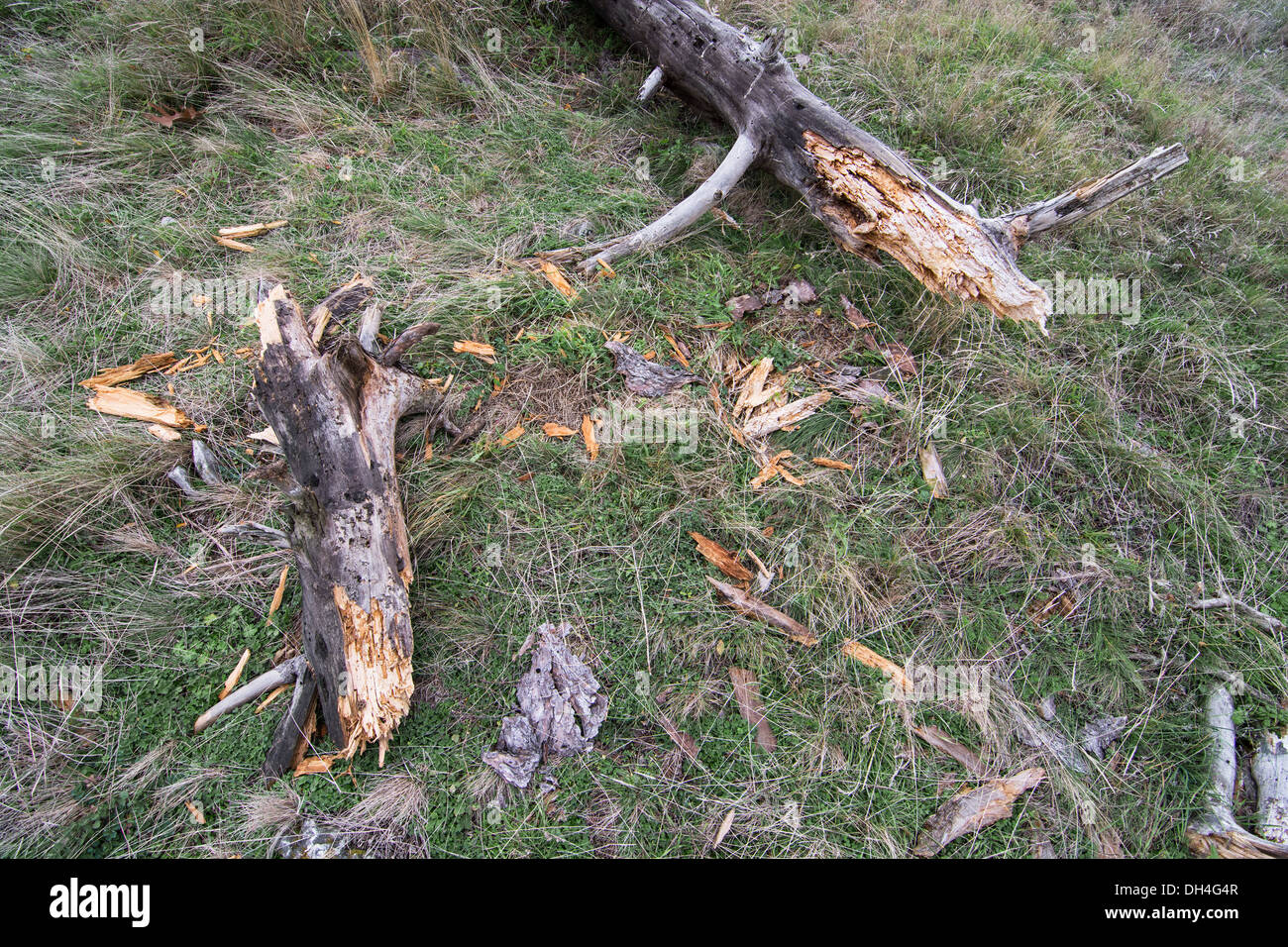 Tree Struck By Lightning High Resolution Stock Photography and Images ...