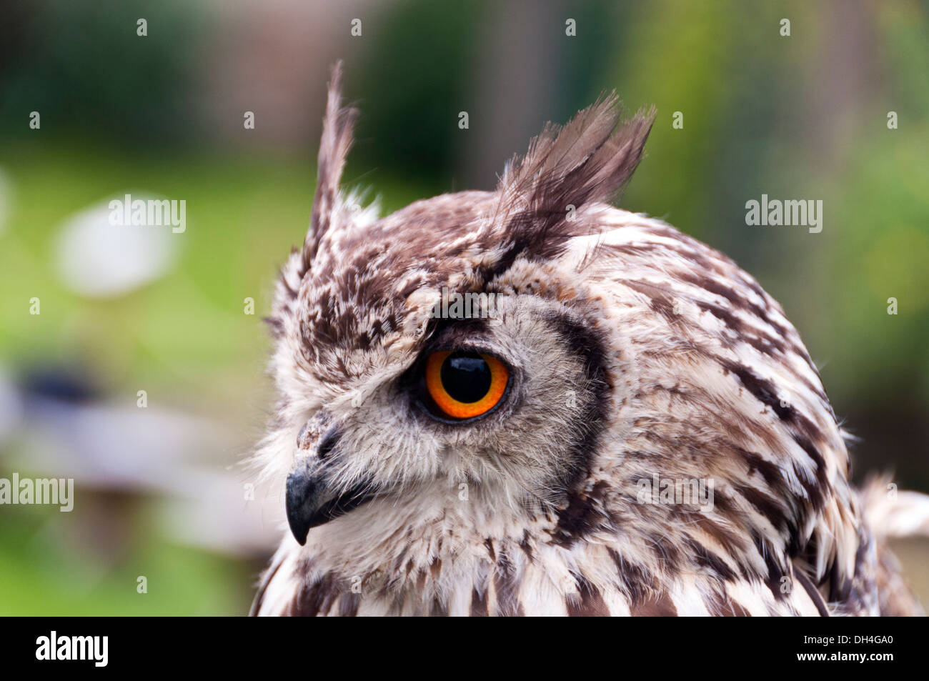 Relaxing owl hi-res stock photography and images - Alamy