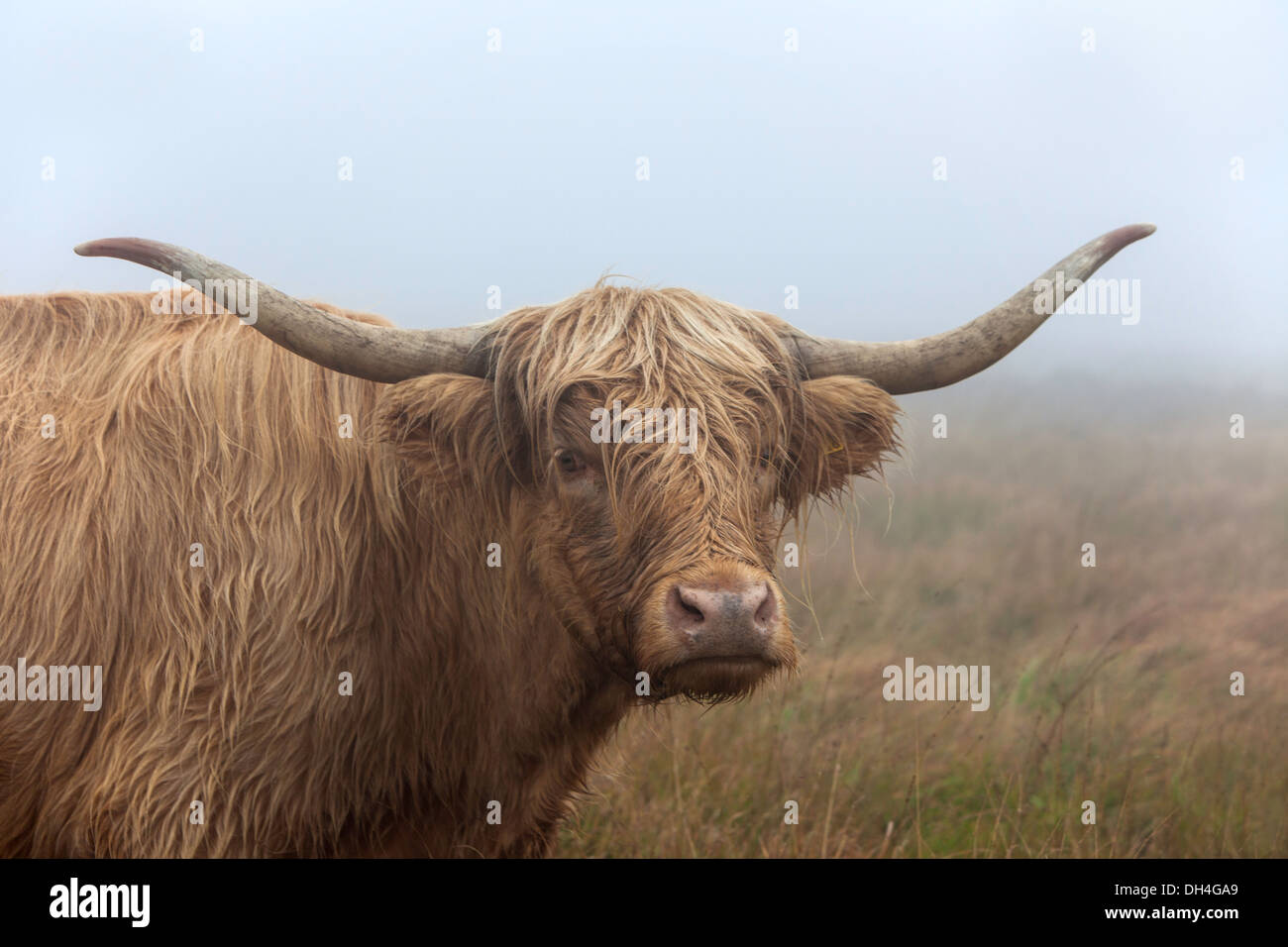 Mist highland cows hi-res stock photography and images - Alamy