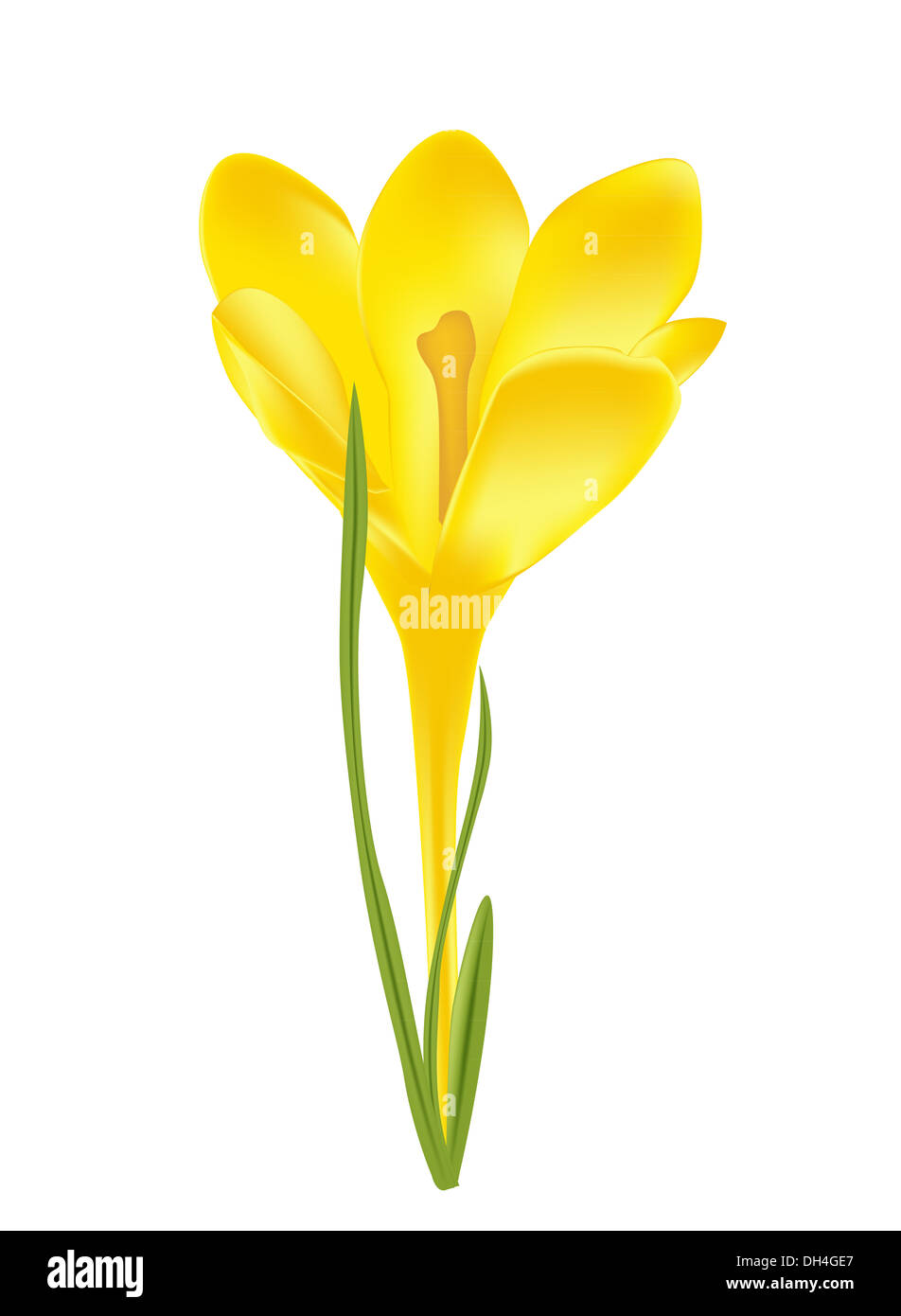 Vector illustration of crocus flower Stock Photo - Alamy