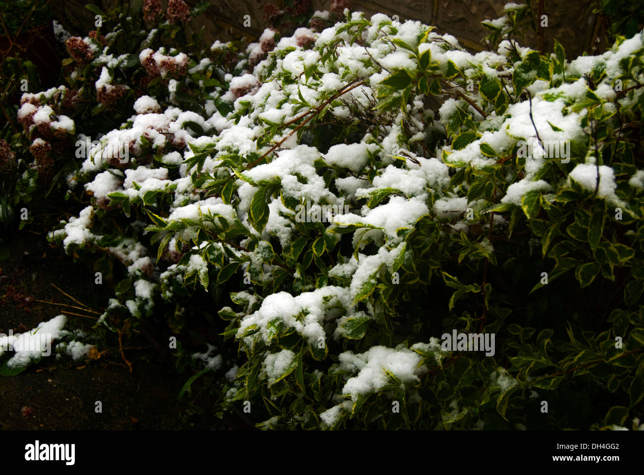Spring snow fell on the open flowers in the garden Stock Photo - Alamy