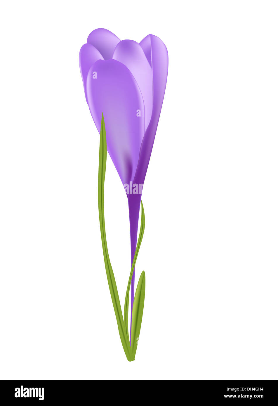 Vector illustration of crocus flower Stock Photo - Alamy