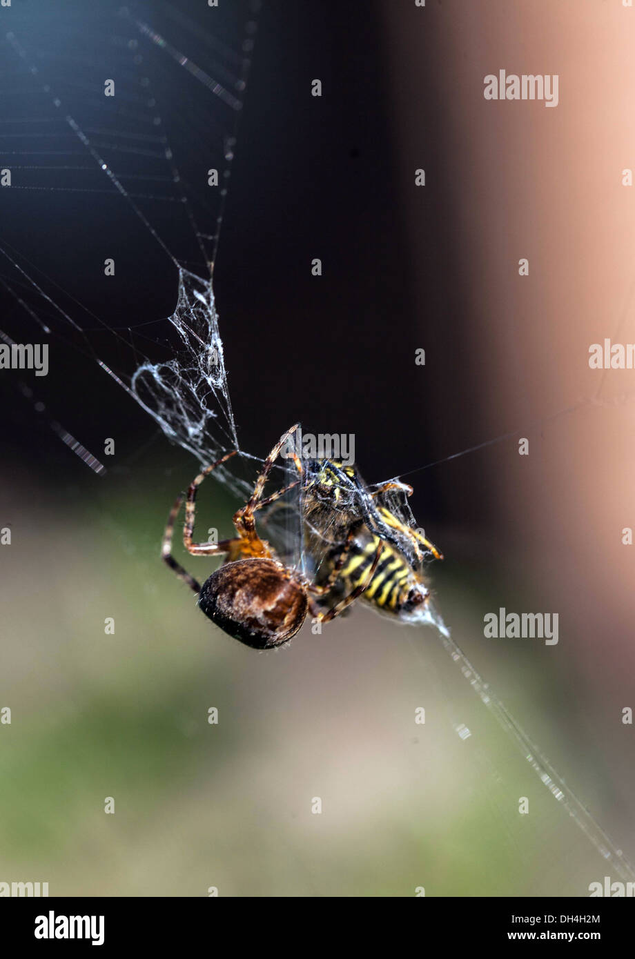 Bee caught in spiderweb Stock Photo - Alamy