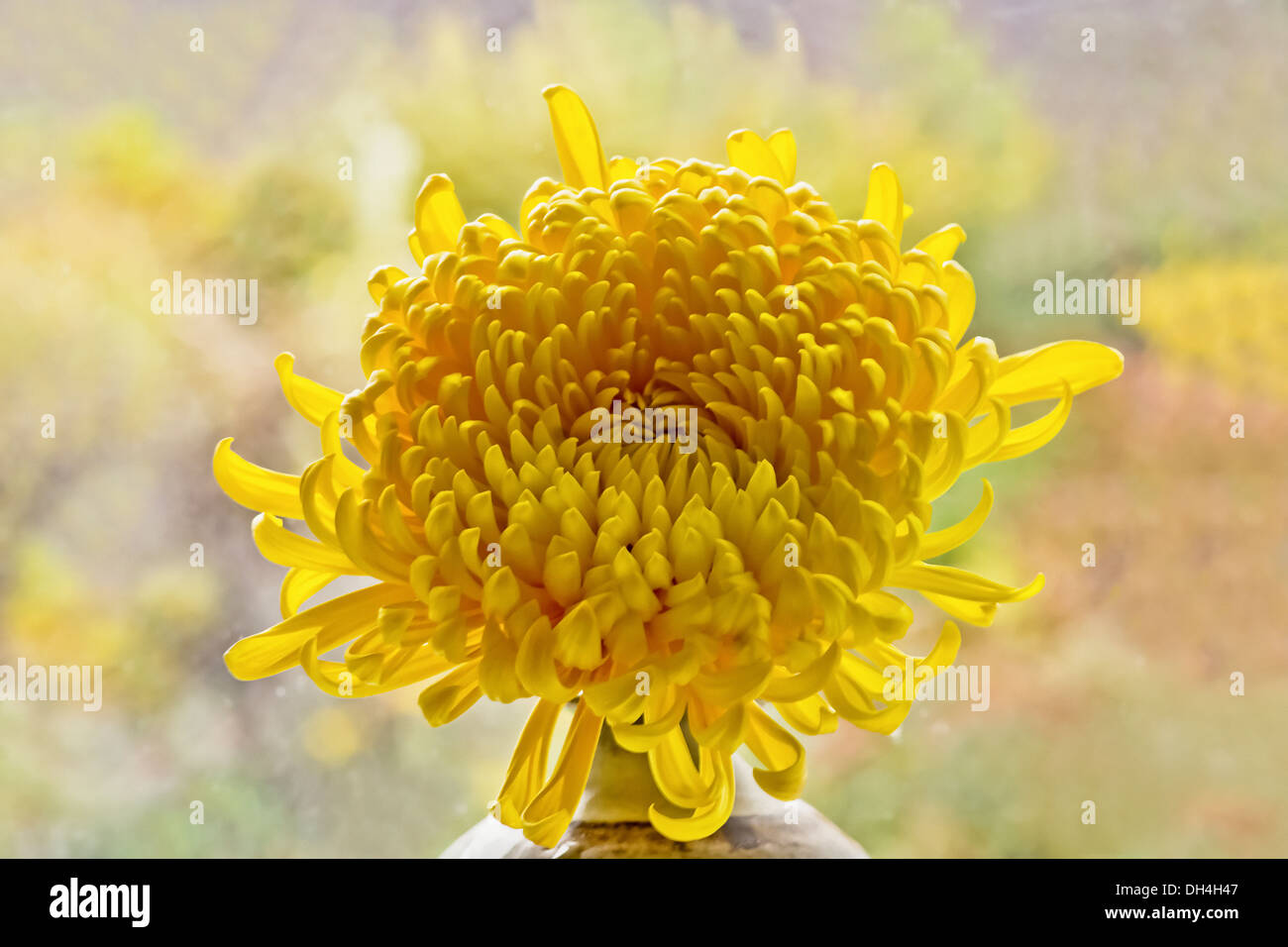 Chrysanthemum yellow hi-res stock photography and images - Alamy