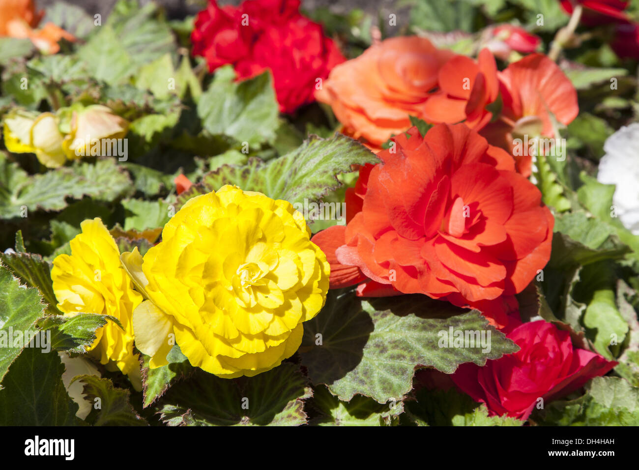 Tuberous begonia hi-res stock photography and images - Alamy