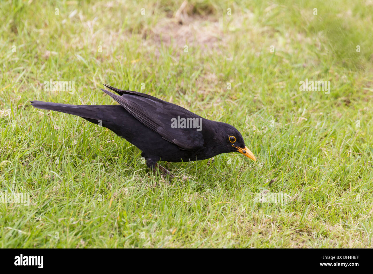 Turdus merula merula hi-res stock photography and images - Alamy