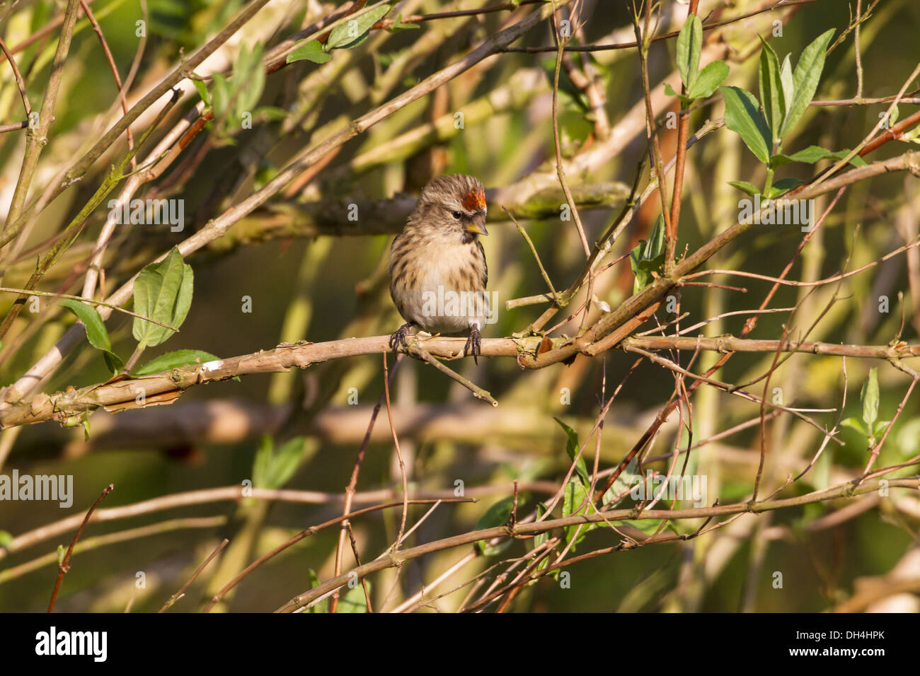 Redpoll (Carduelis flammea Stock Photo - Alamy