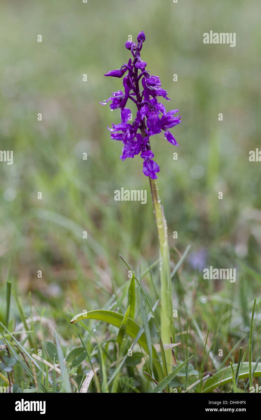 Male orchid (Orchis mascula Stock Photo - Alamy