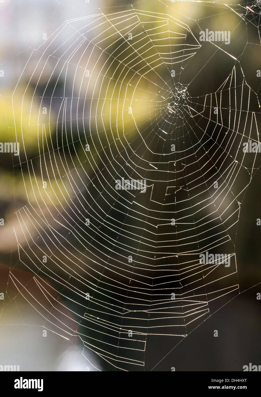 Broken and empty spiderweb Stock Photo - Alamy