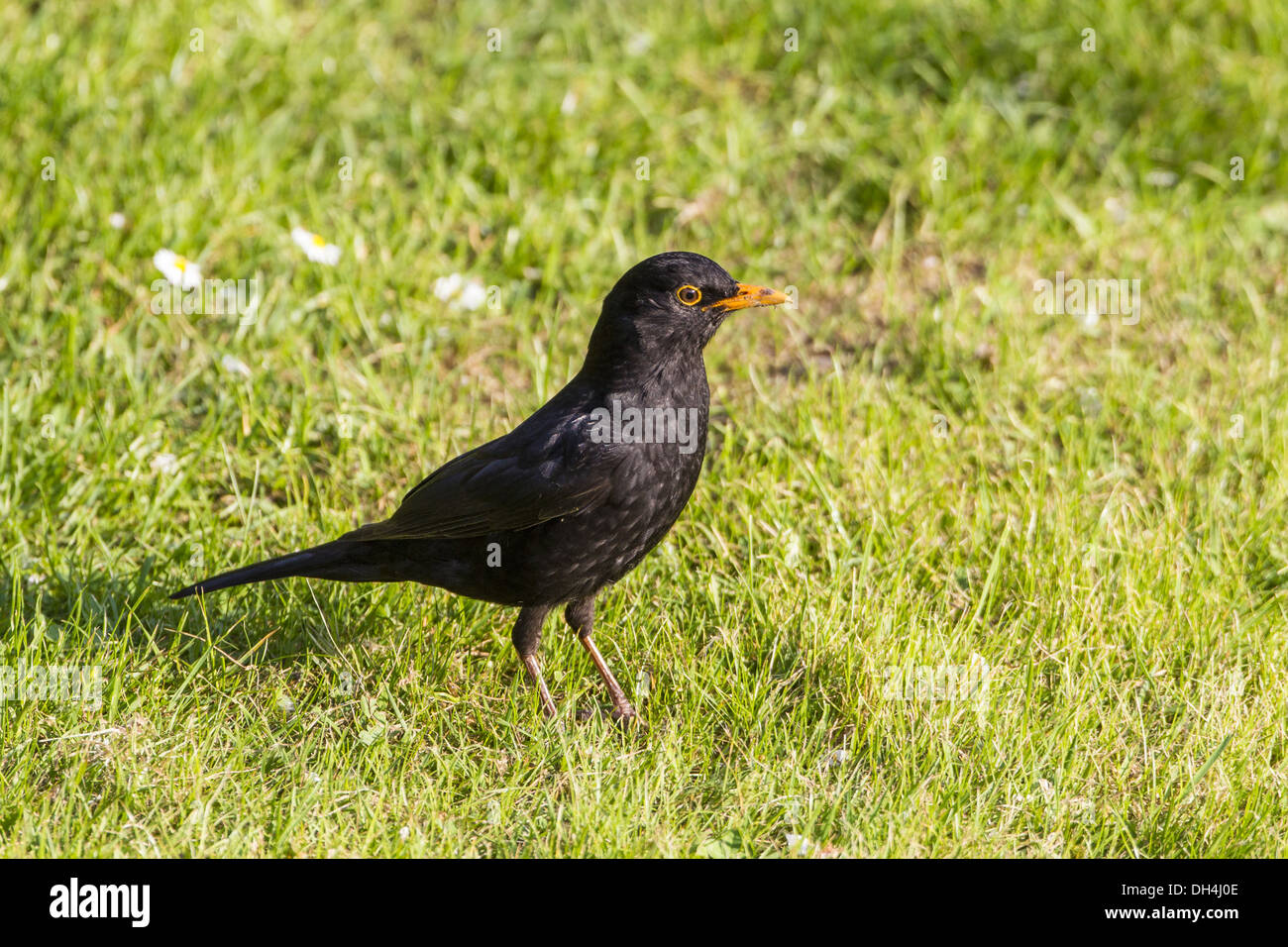 Blackbird (Turdus merula Stock Photo - Alamy