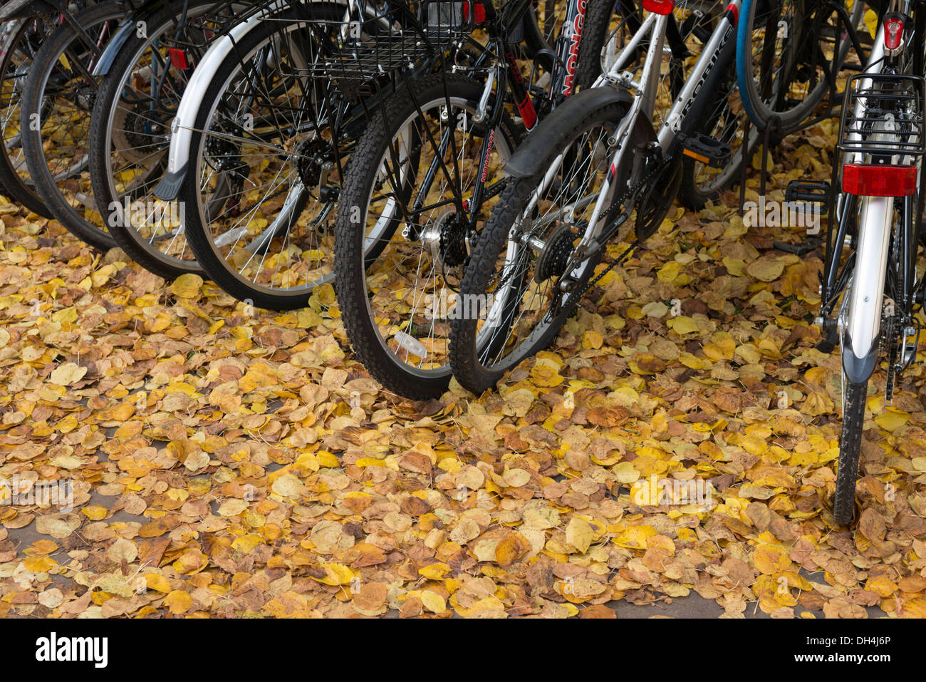 Trinity college cambridge leaves hi-res stock photography and images ...