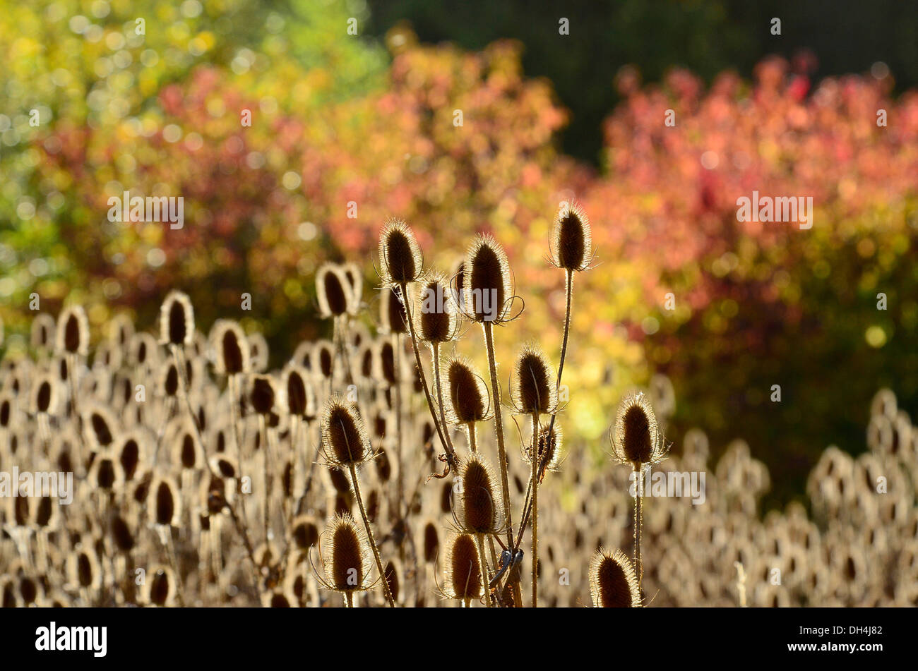 Teesels hi-res stock photography and images - Alamy