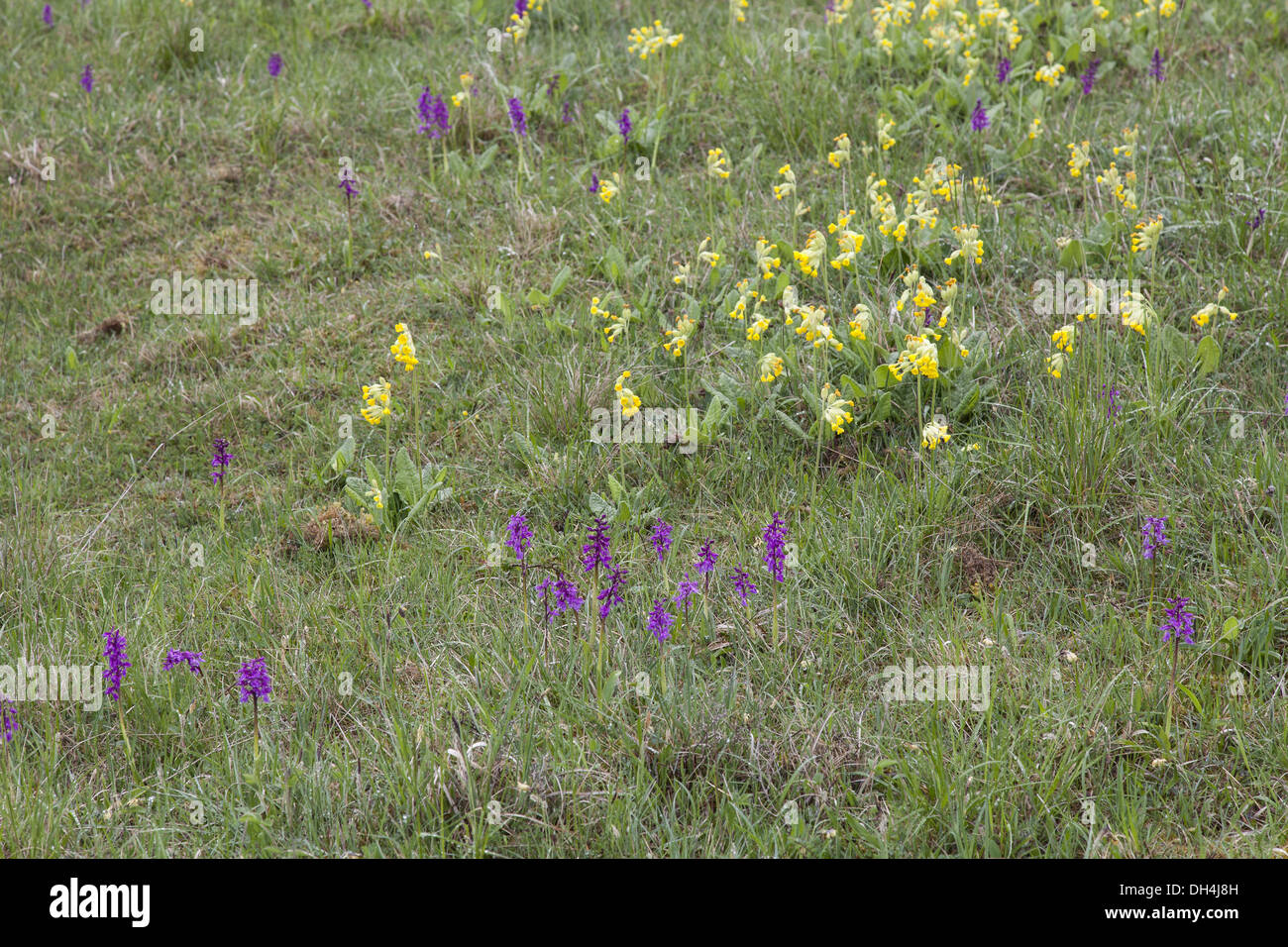 Schlus hi-res stock photography and images - Alamy