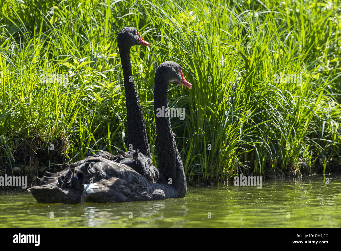Black cygnus photography hi-res stock photography and images - Alamy