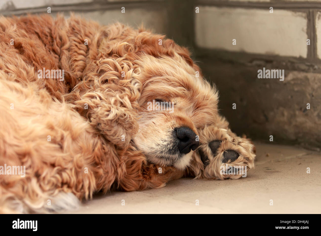 red dog of breed American Cocker Spaniel plays in garden on green grass ...