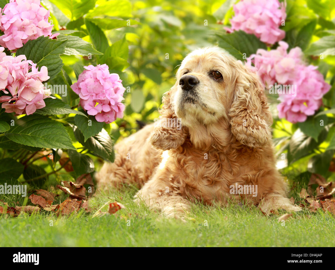 red dog of breed American Cocker Spaniel plays in garden on green grass ...