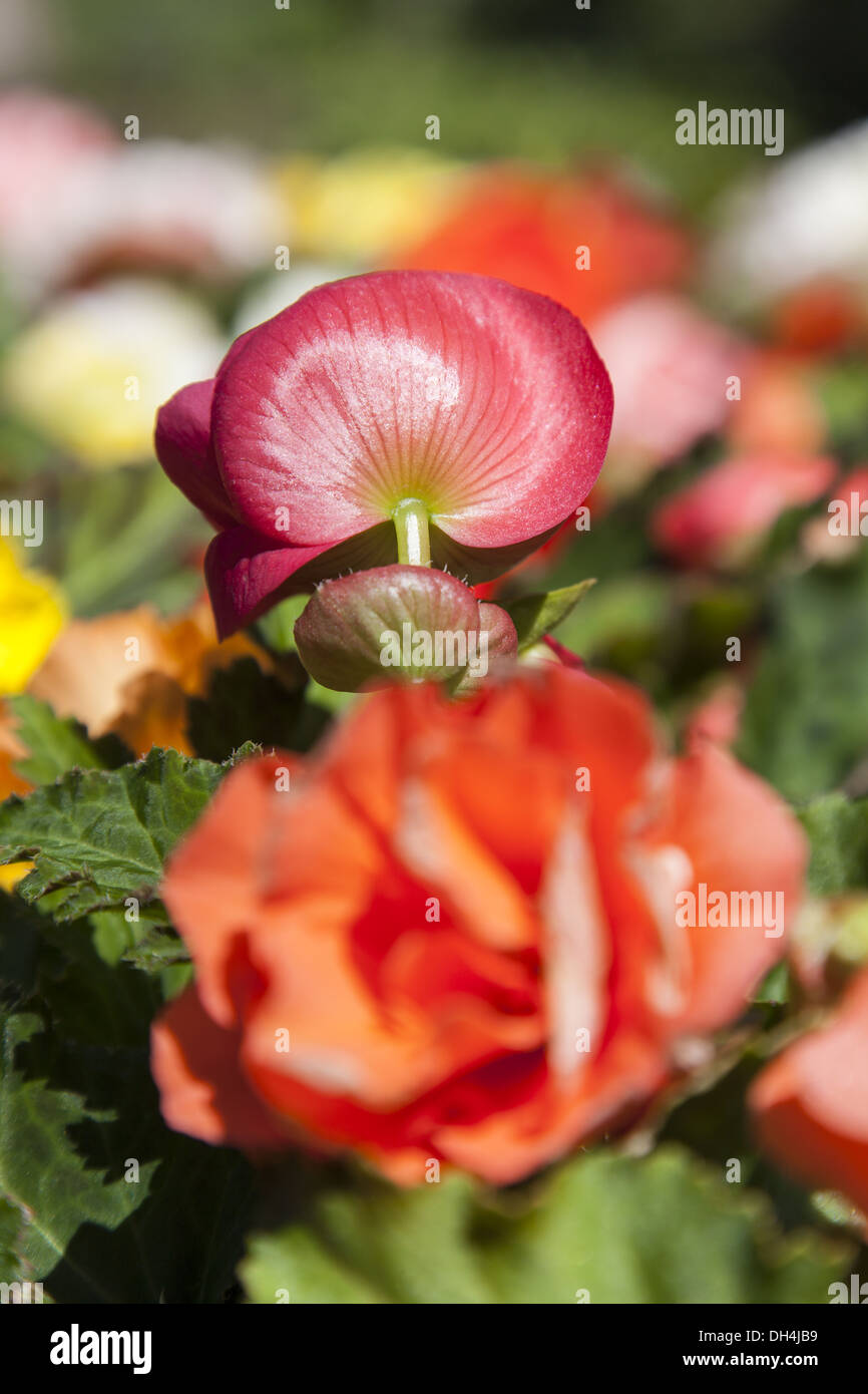 Tuberous begonias (Begonia × tuberhybrida Stock Photo - Alamy