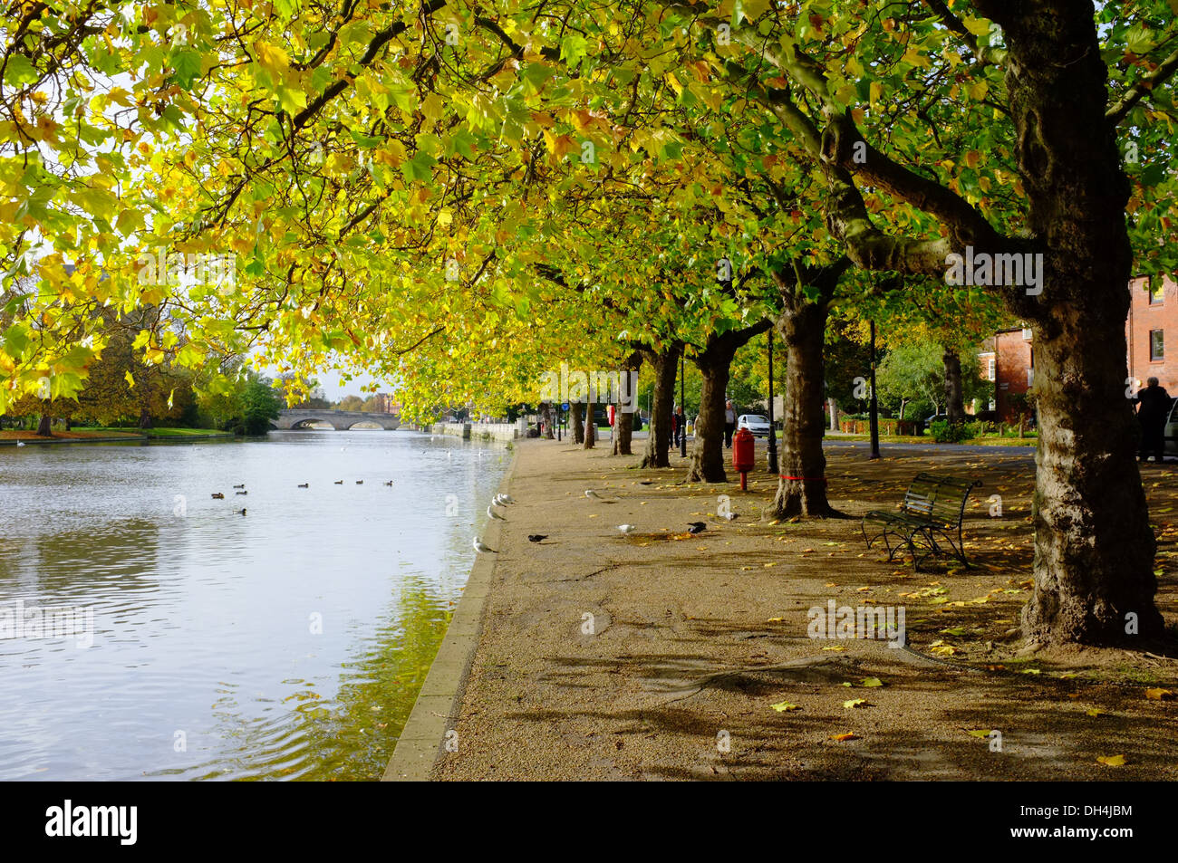 Autumn foliage on corridor of trees along the River Great Ouse footpath ...