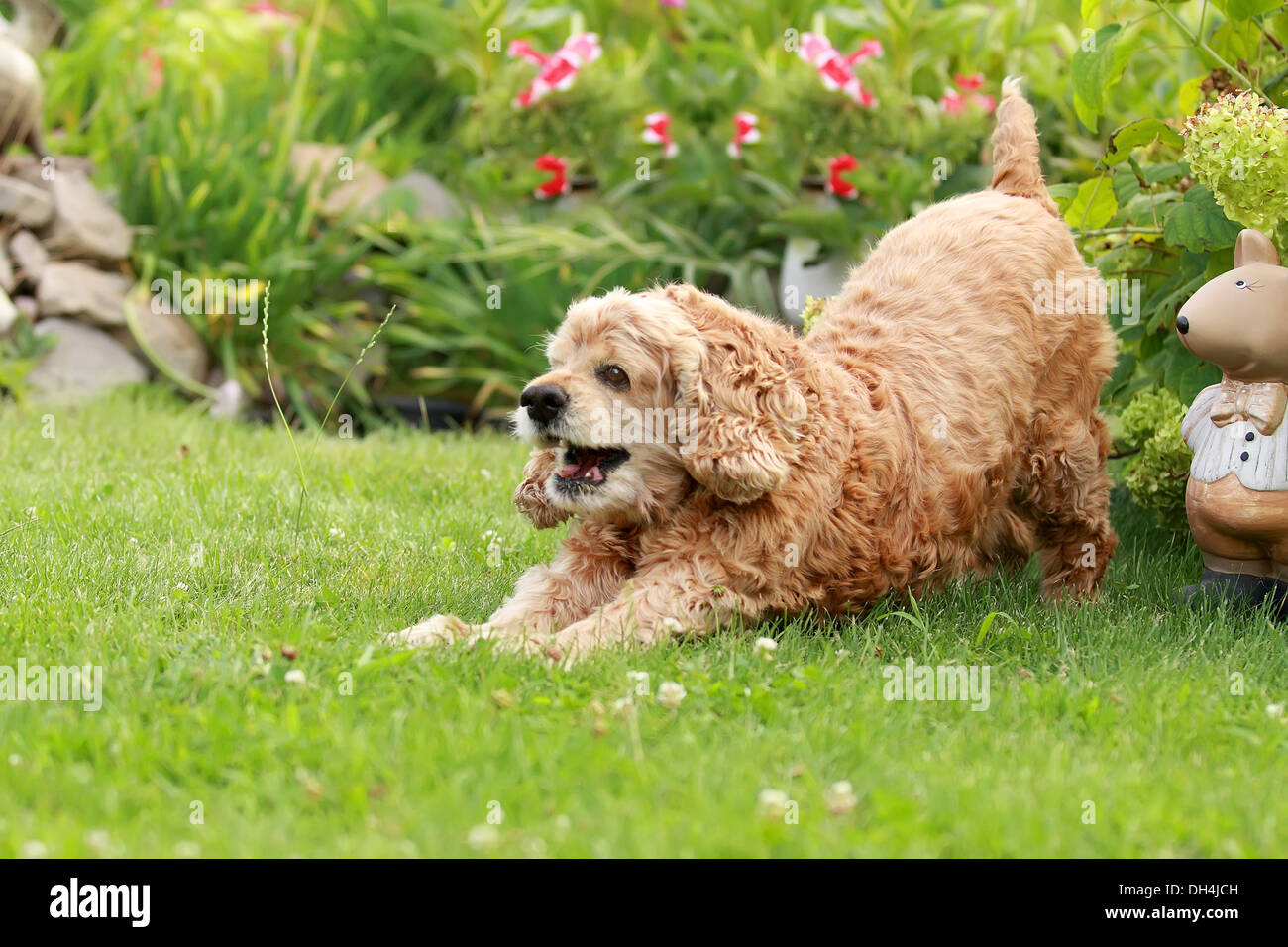 red dog of breed American Cocker Spaniel plays in garden on green grass ...