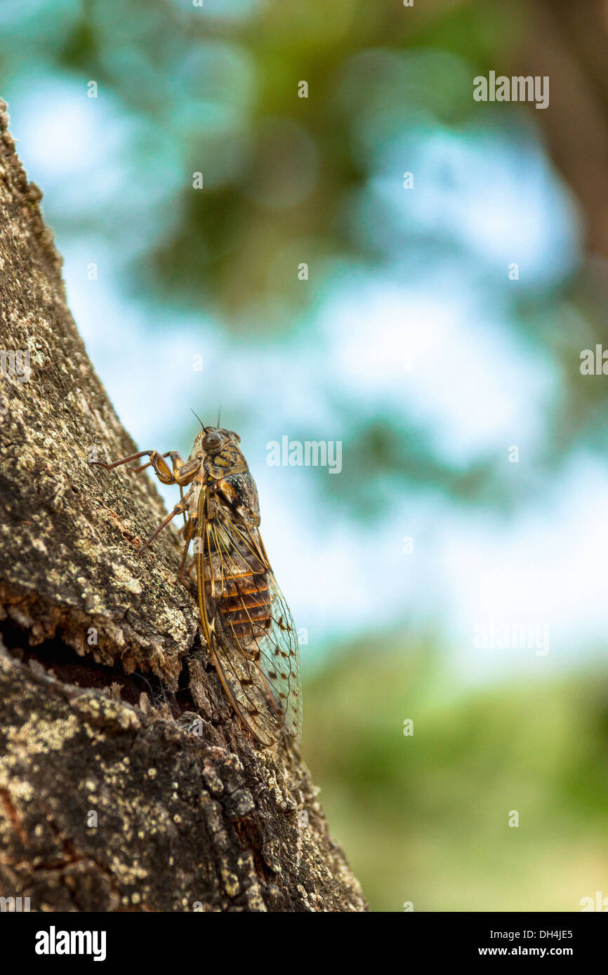 Cicada europe hi-res stock photography and images - Alamy