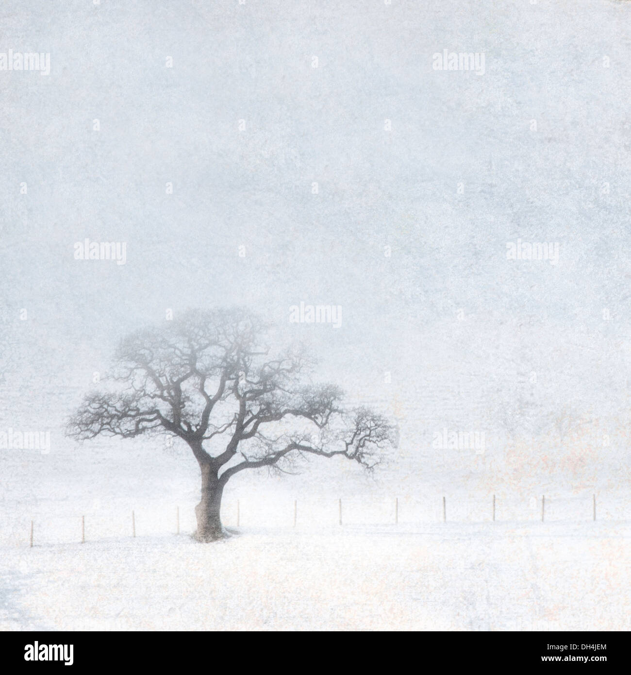 Oak Quercus robur. Digitally manipulated image of oak tree with stark ...