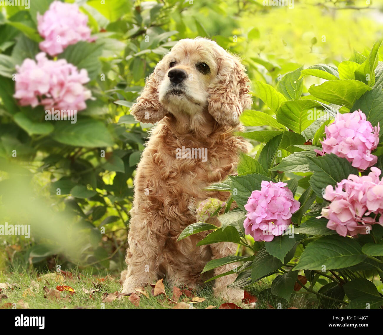 American cocker spaniel trees hi-res stock photography and images - Alamy