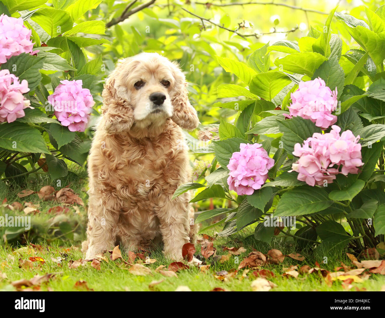 American cocker spaniel trees hi-res stock photography and images - Alamy