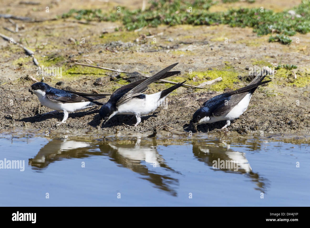 House Martin (House martin Stock Photo - Alamy