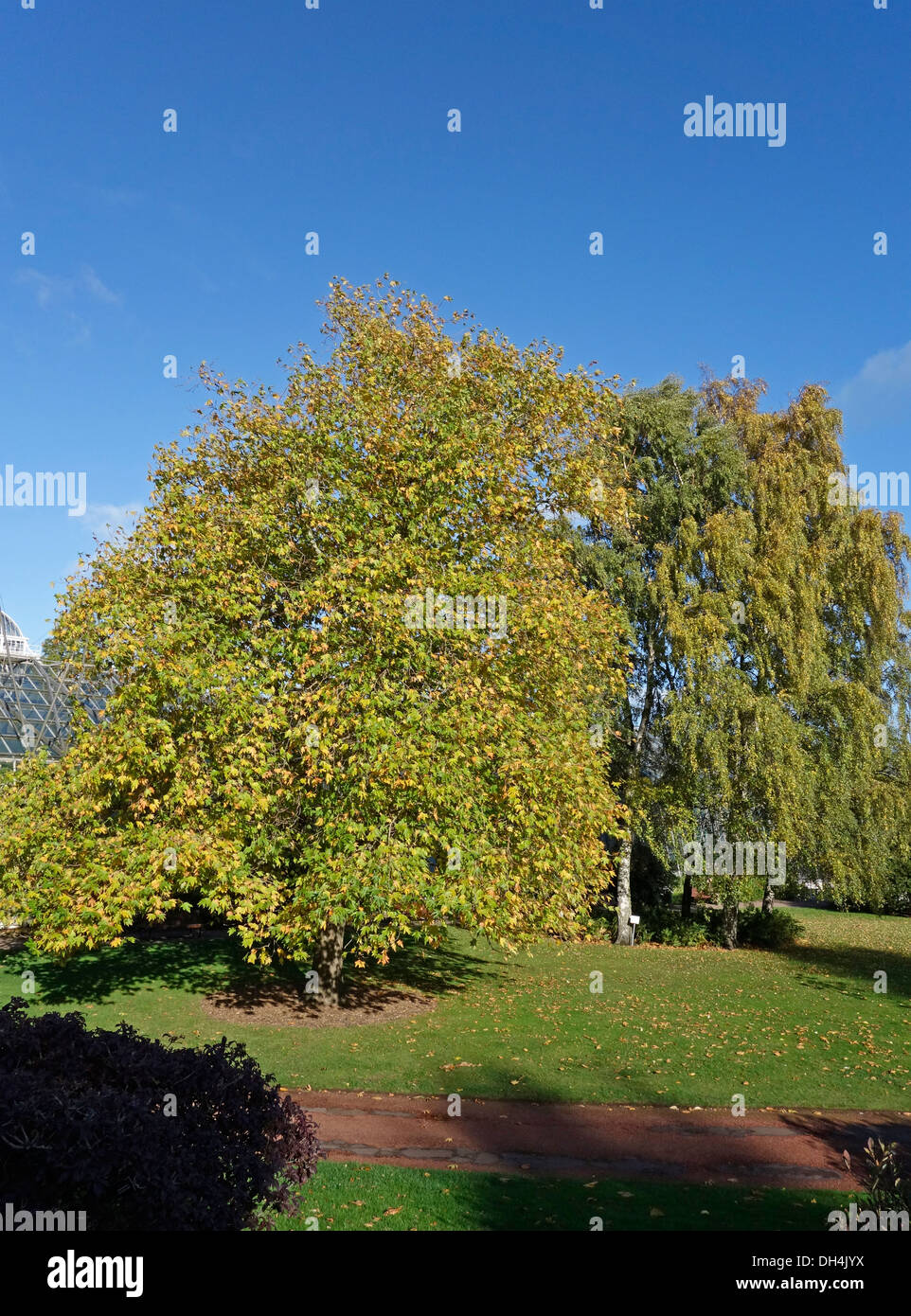 Royal botanic garden edinburgh autumn hi-res stock photography and ...