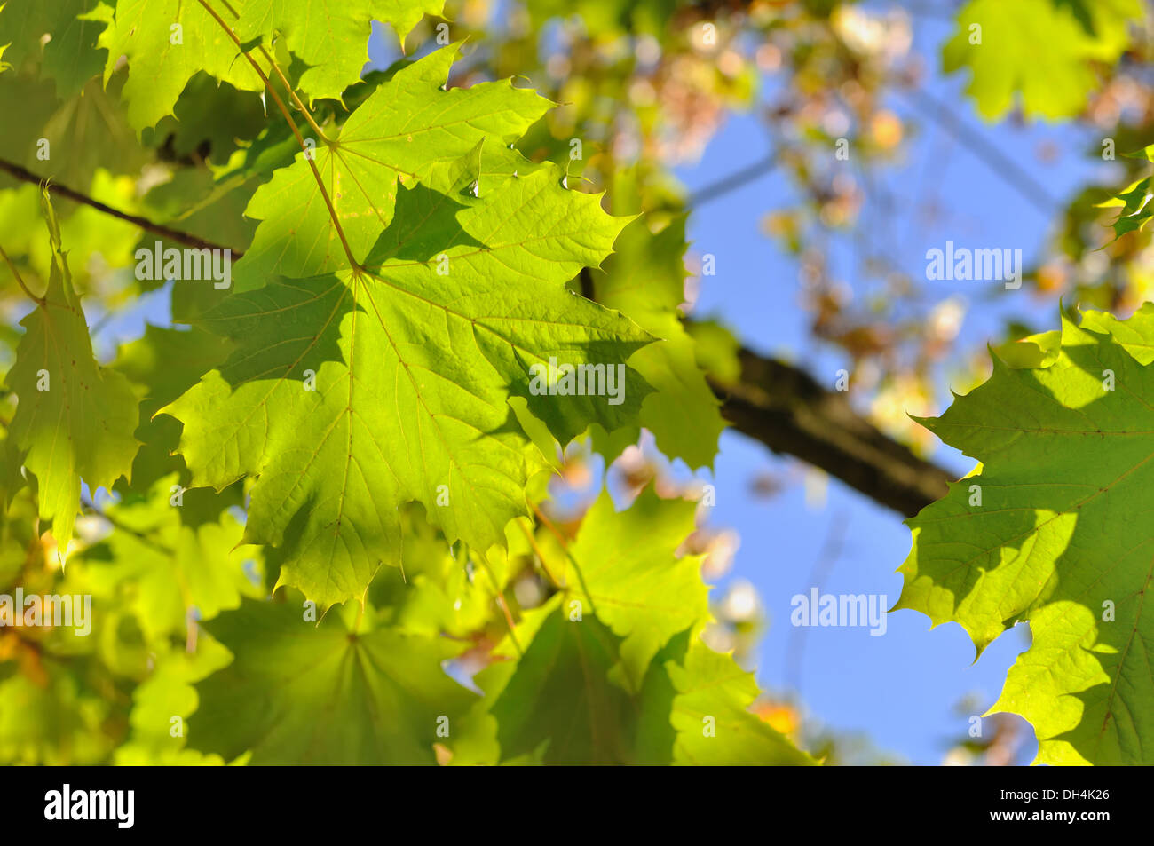 Maple leaves under tree hi-res stock photography and images - Alamy