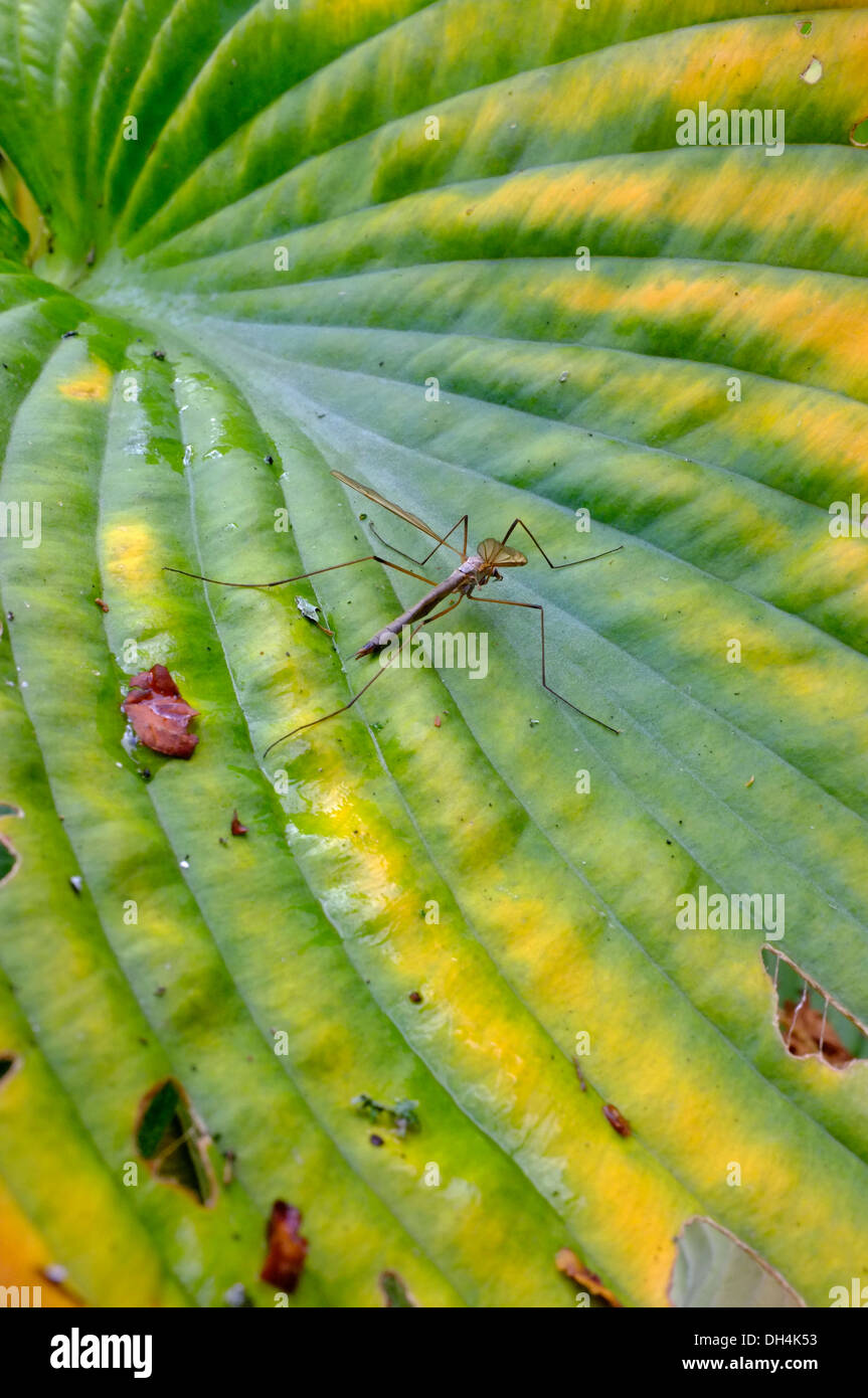 Hosta Leaf Stock Photos & Hosta Leaf Stock Images - Alamy