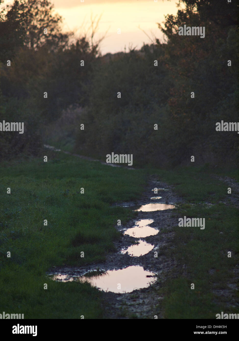 Puddles on a muddy path in the Suffolk countryside Stock Photo - Alamy