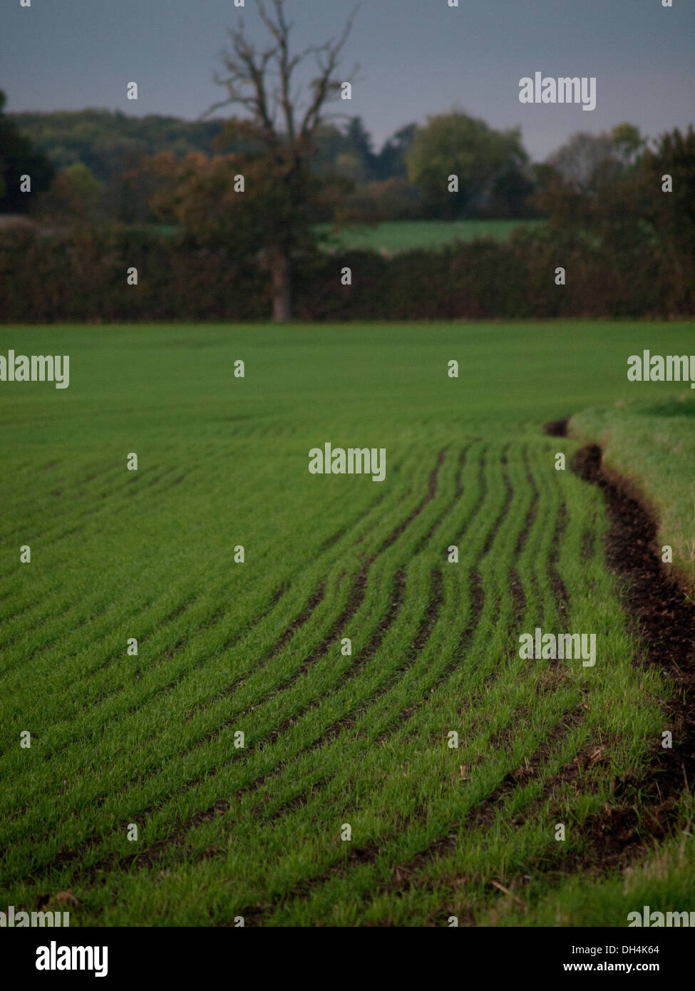 Dominic field hi-res stock photography and images - Alamy