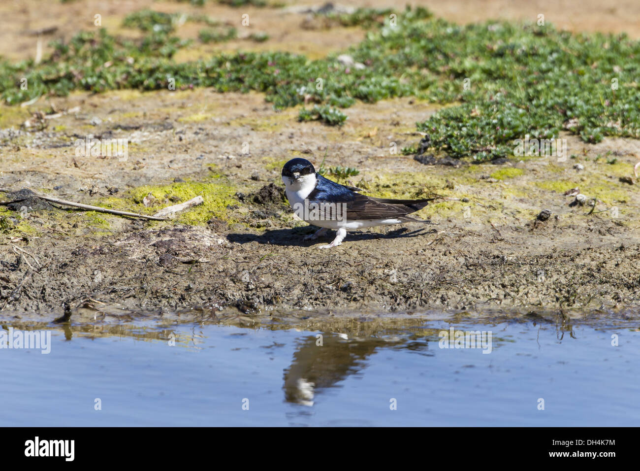 House Martin (House martin Stock Photo - Alamy