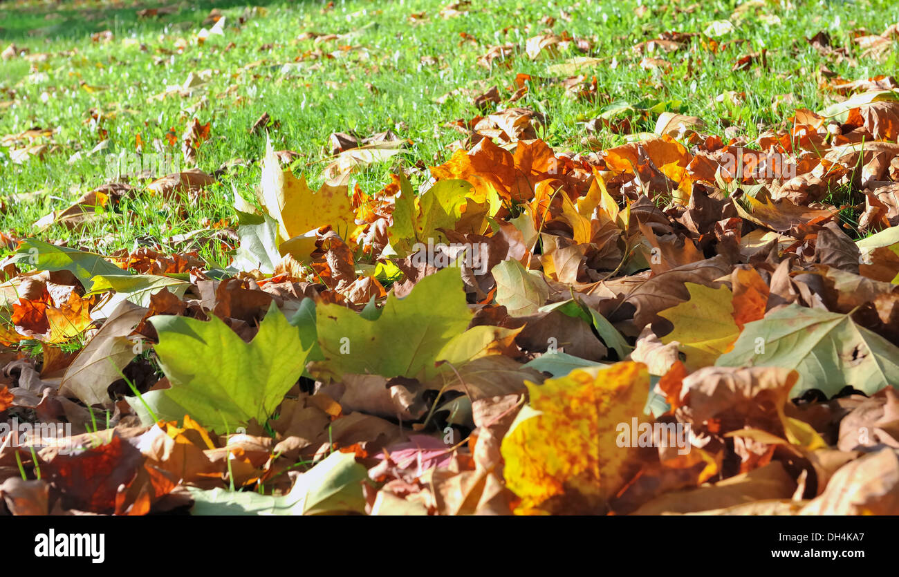 Dead autumn leaves on verdant grass Stock Photo - Alamy