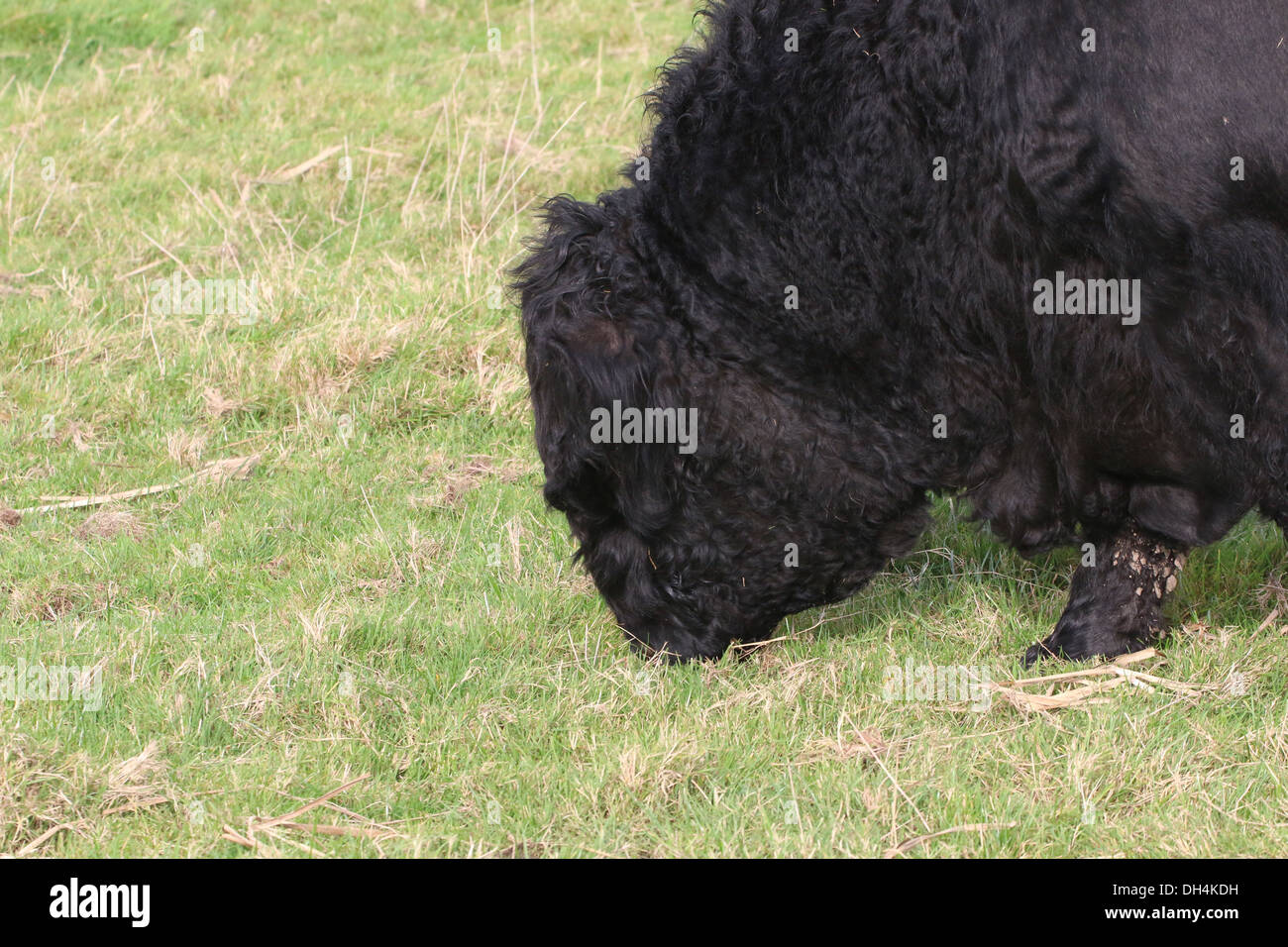 Oreo cows hi-res stock photography and images - Alamy