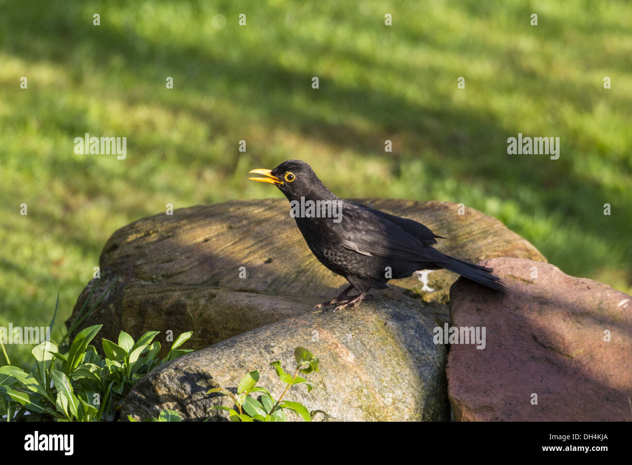 Blackbird (Turdus merula Stock Photo - Alamy