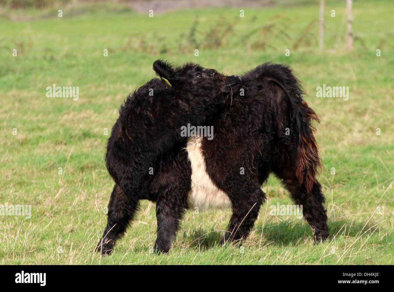 Oreo cows hi-res stock photography and images - Alamy