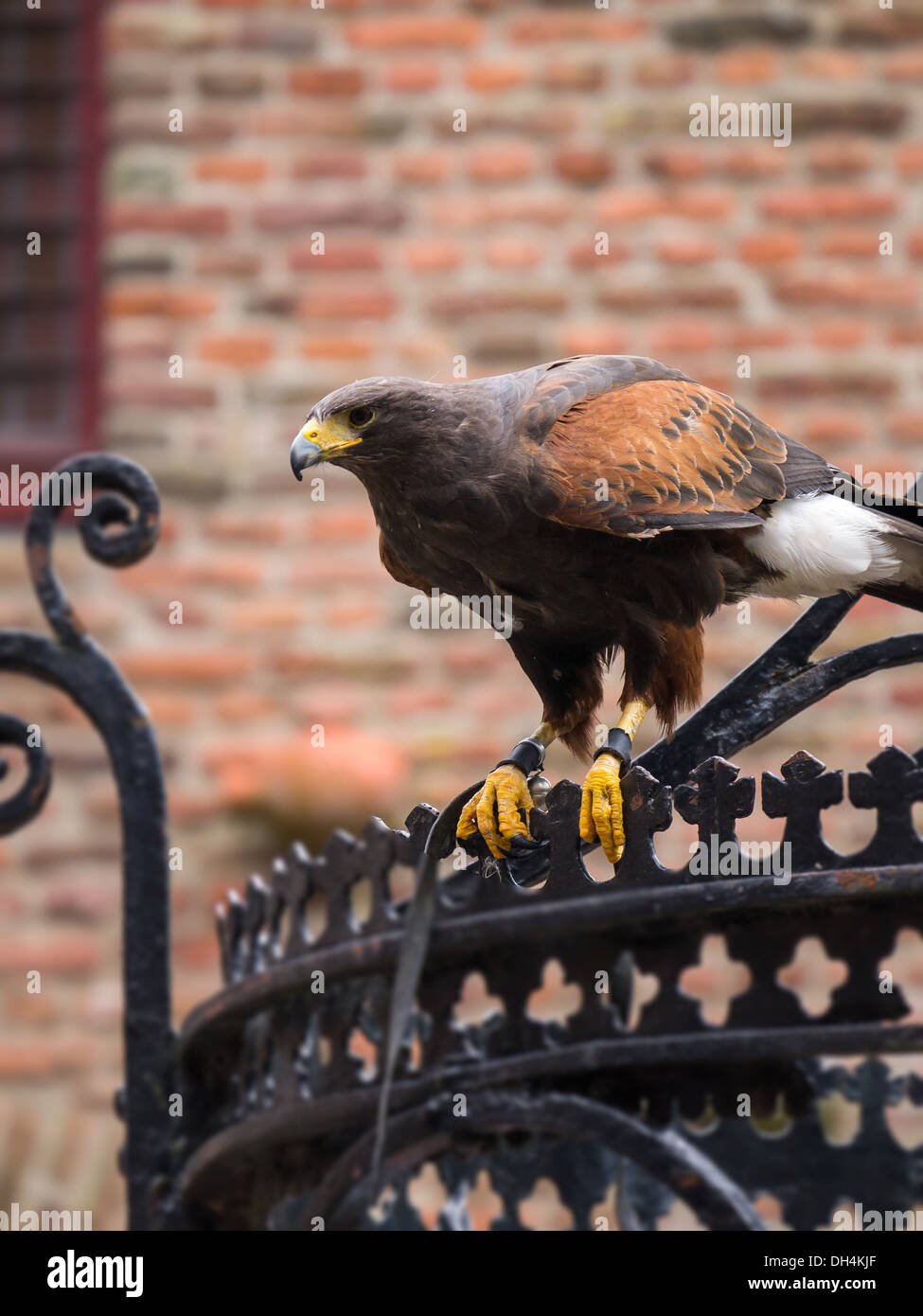 American Harris Hawk obeying commands given by a falconer Stock Photo ...